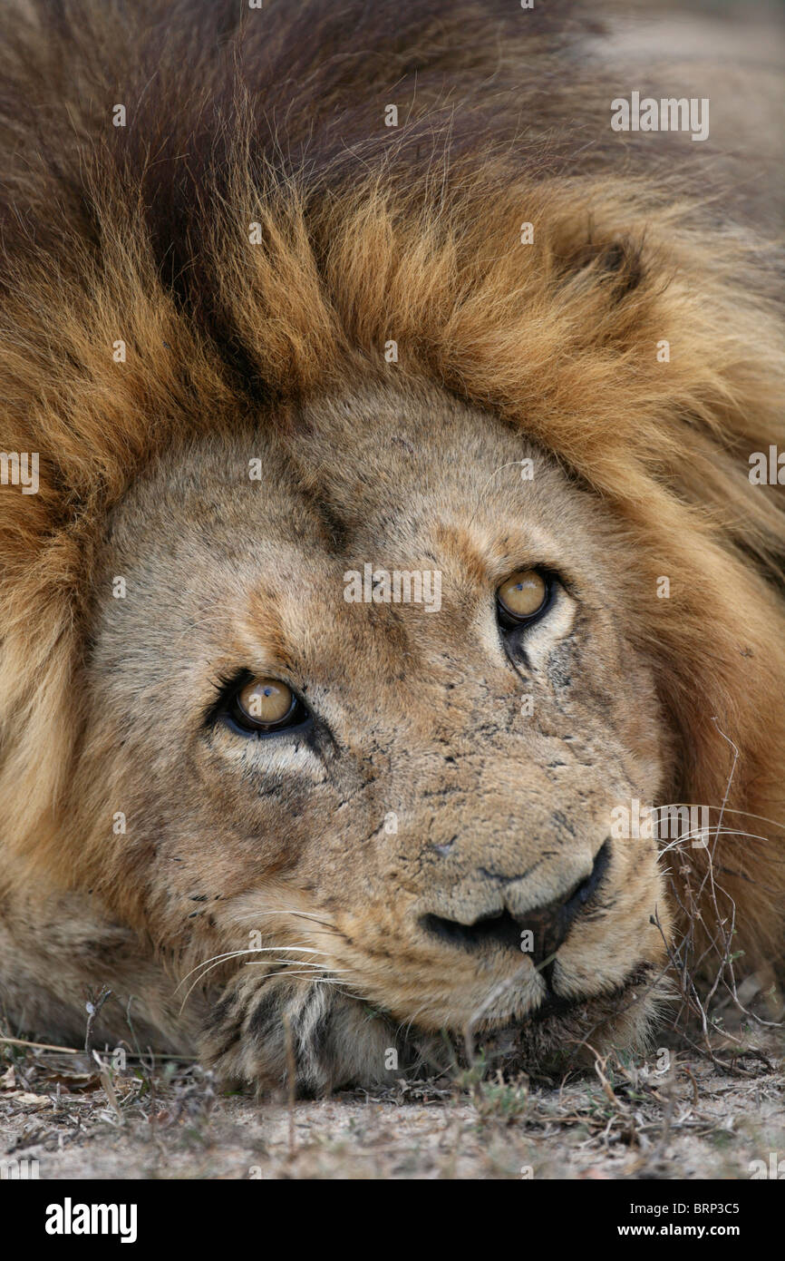 Lion thinking hi-res stock photography and images - Alamy