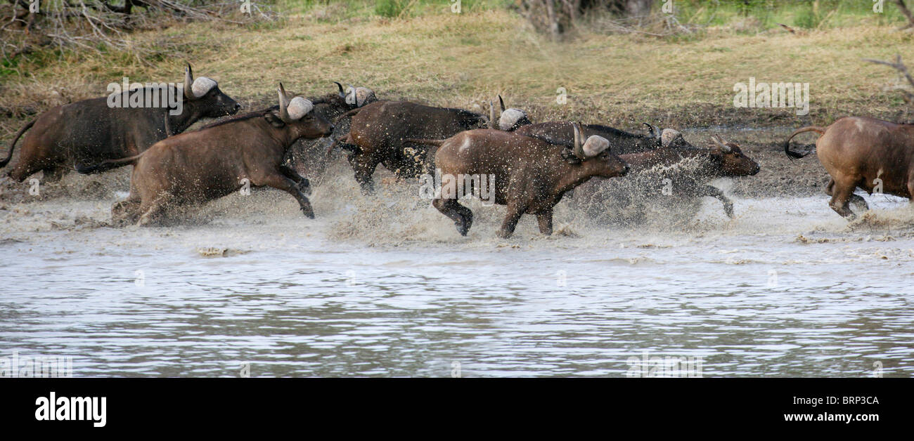 View of water buffalo hi-res stock photography and images - Alamy
