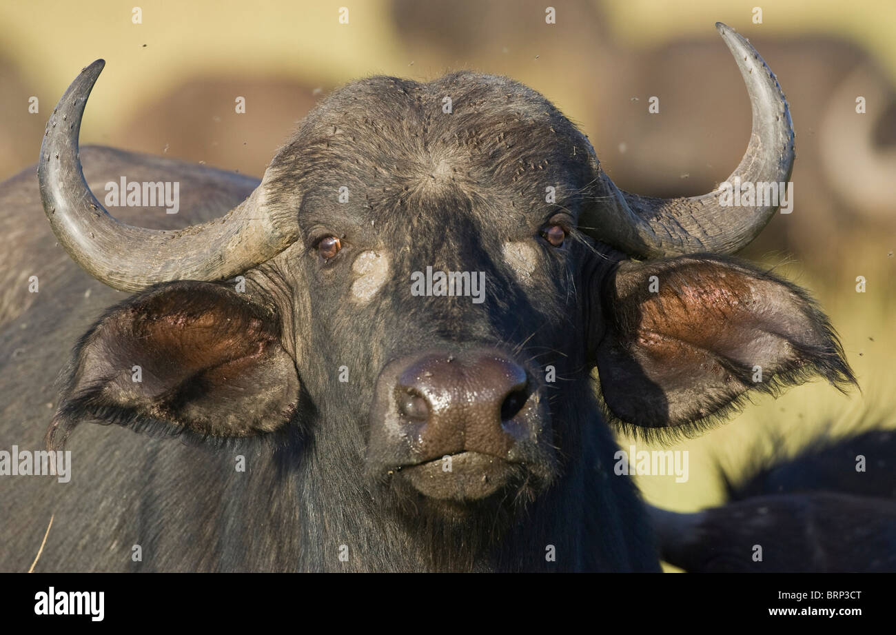 African buffalo female Stock Photo - Alamy