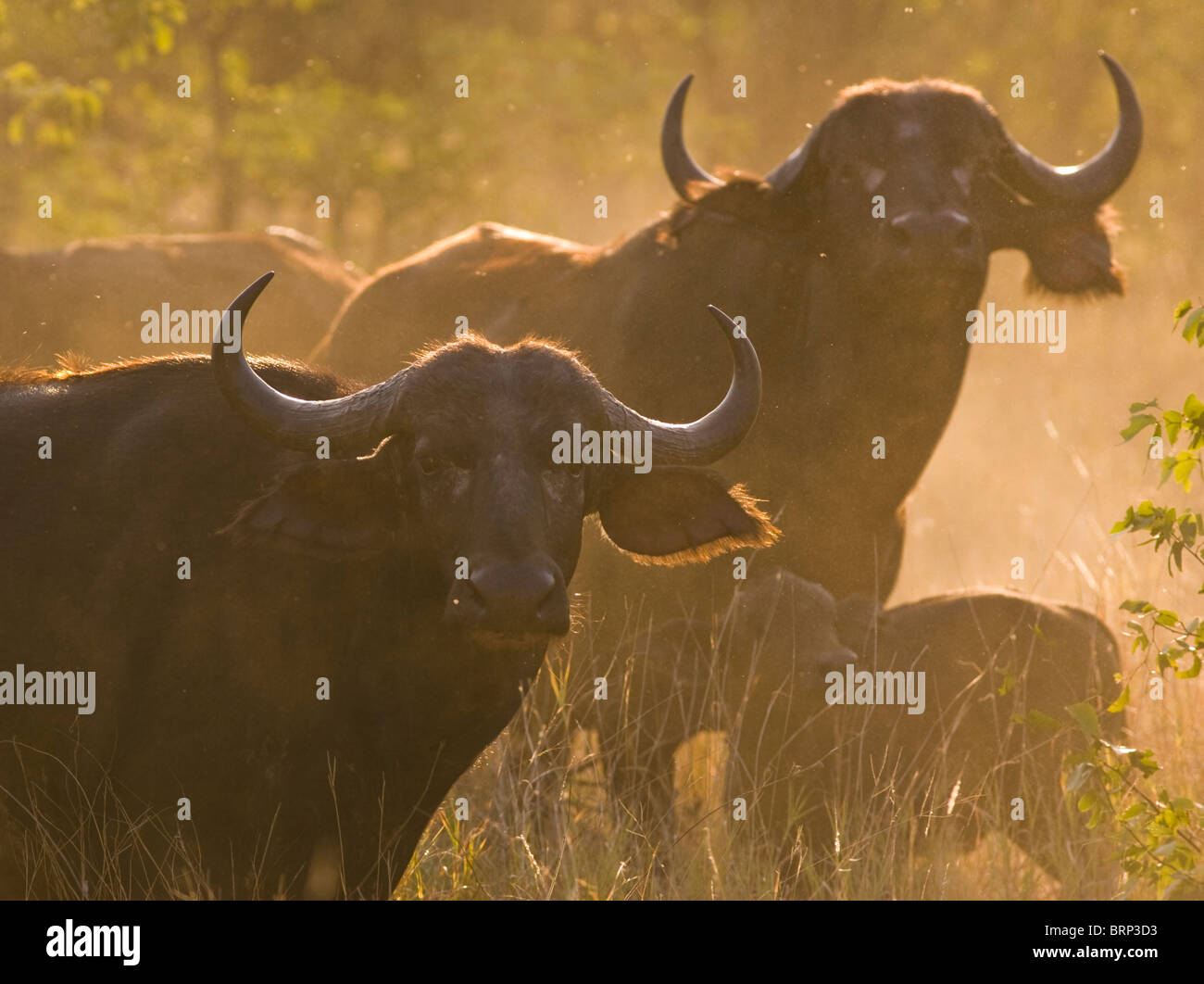 African buffalo herd at dusk Stock Photo - Alamy