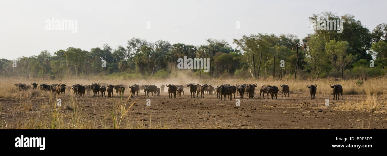 African buffalo herd Stock Photo - Alamy