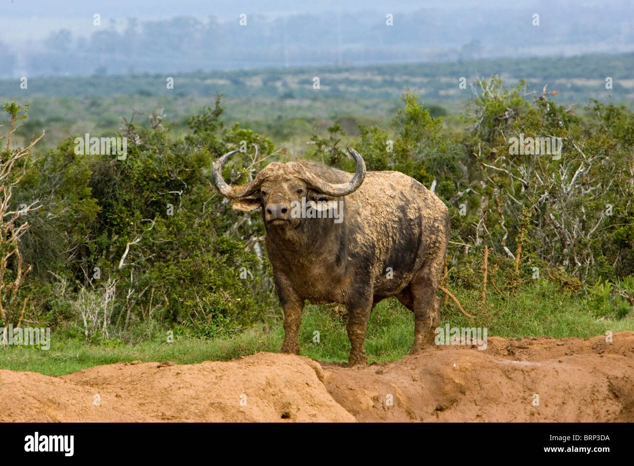 Buffalo trophy hi-res stock photography and images - Alamy