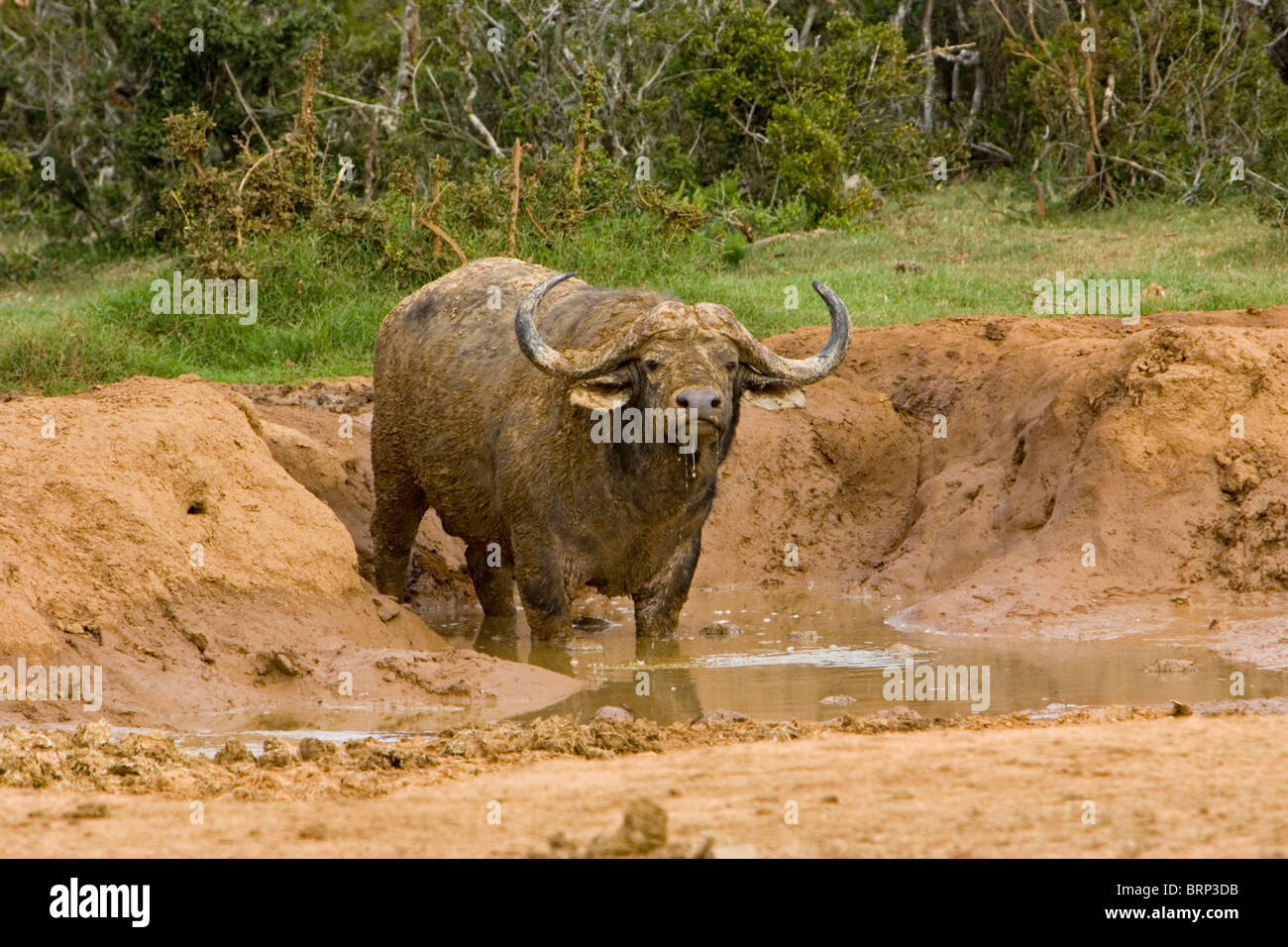African buffalo trophy hi-res stock photography and images - Alamy