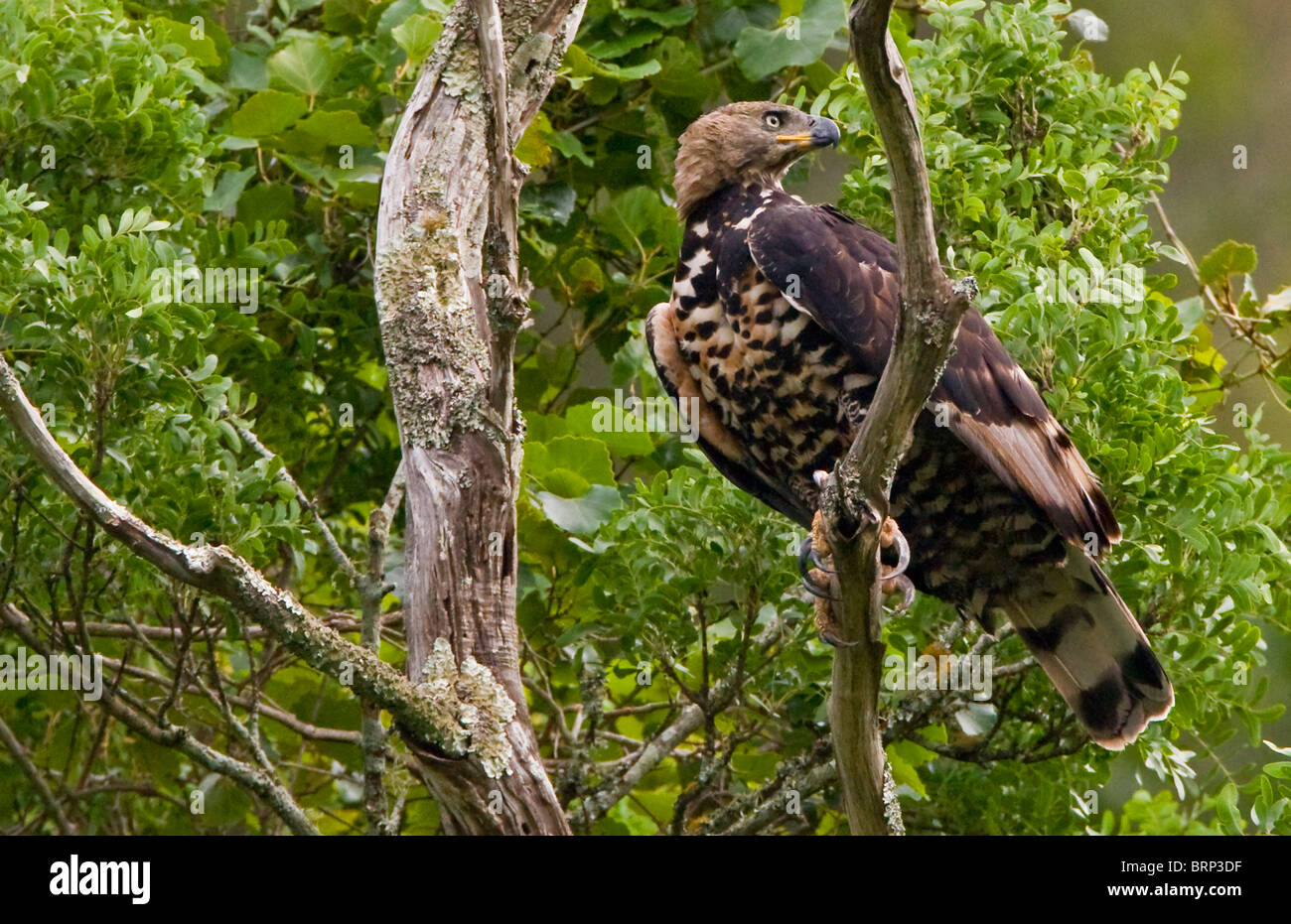African crowned eagle Stock Photo - Alamy