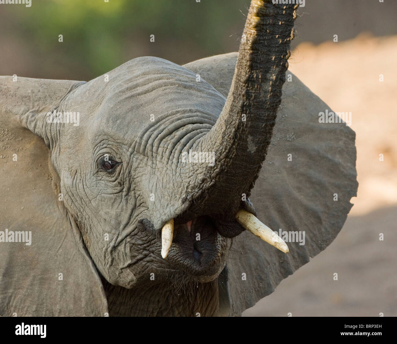 Portrait of an African elephant with its trunk raised Stock Photo - Alamy