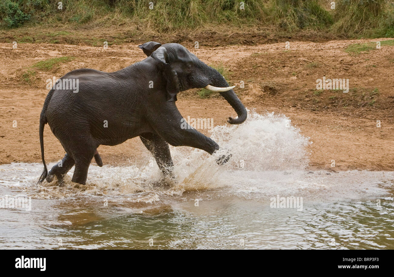 African elephant kicking the water Stock Photo - Alamy