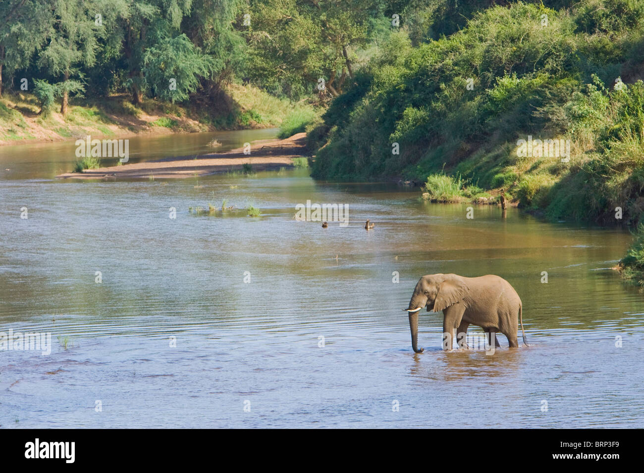 Scenic view of African elephant crossing the Luvuvhu River Stock Photo ...