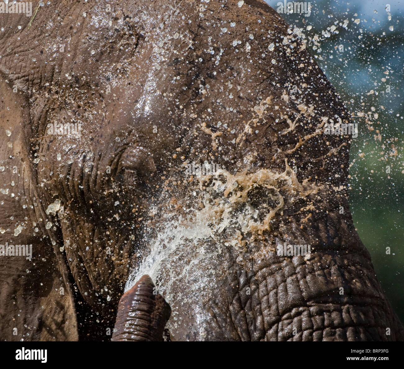 African elephant portrait squirting water onto its face Stock Photo - Alamy