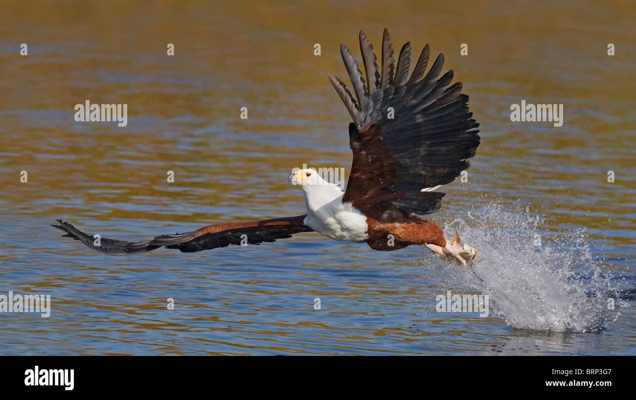 African fish eagle catching a fish with a splash of water Stock Photo ...