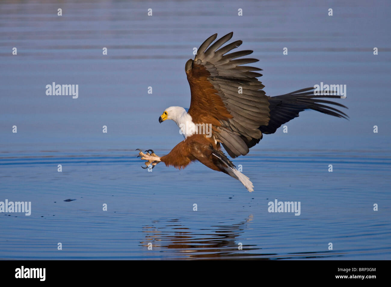 African fish eagle with fish hi-res stock photography and images - Alamy