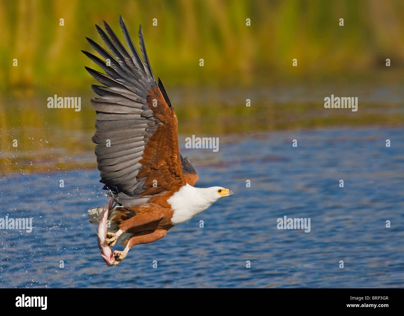 African Fish Eagle Nest