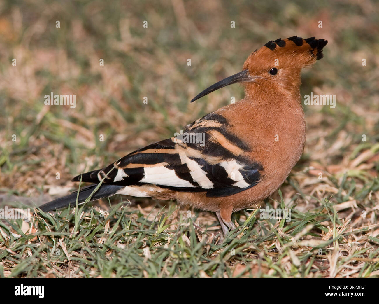 African hoopoe hi-res stock photography and images - Alamy