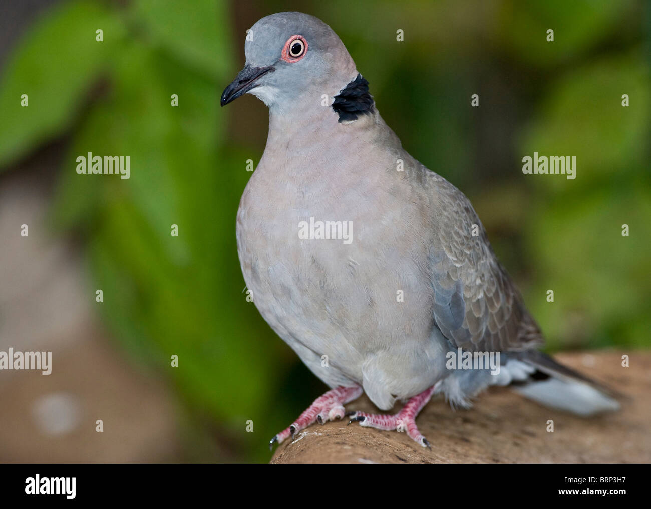African mourning dove hi-res stock photography and images - Alamy