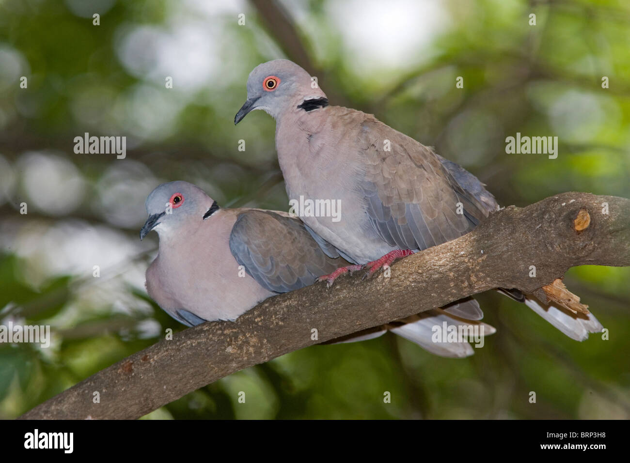 A pair of African mourning doves Stock Photo - Alamy