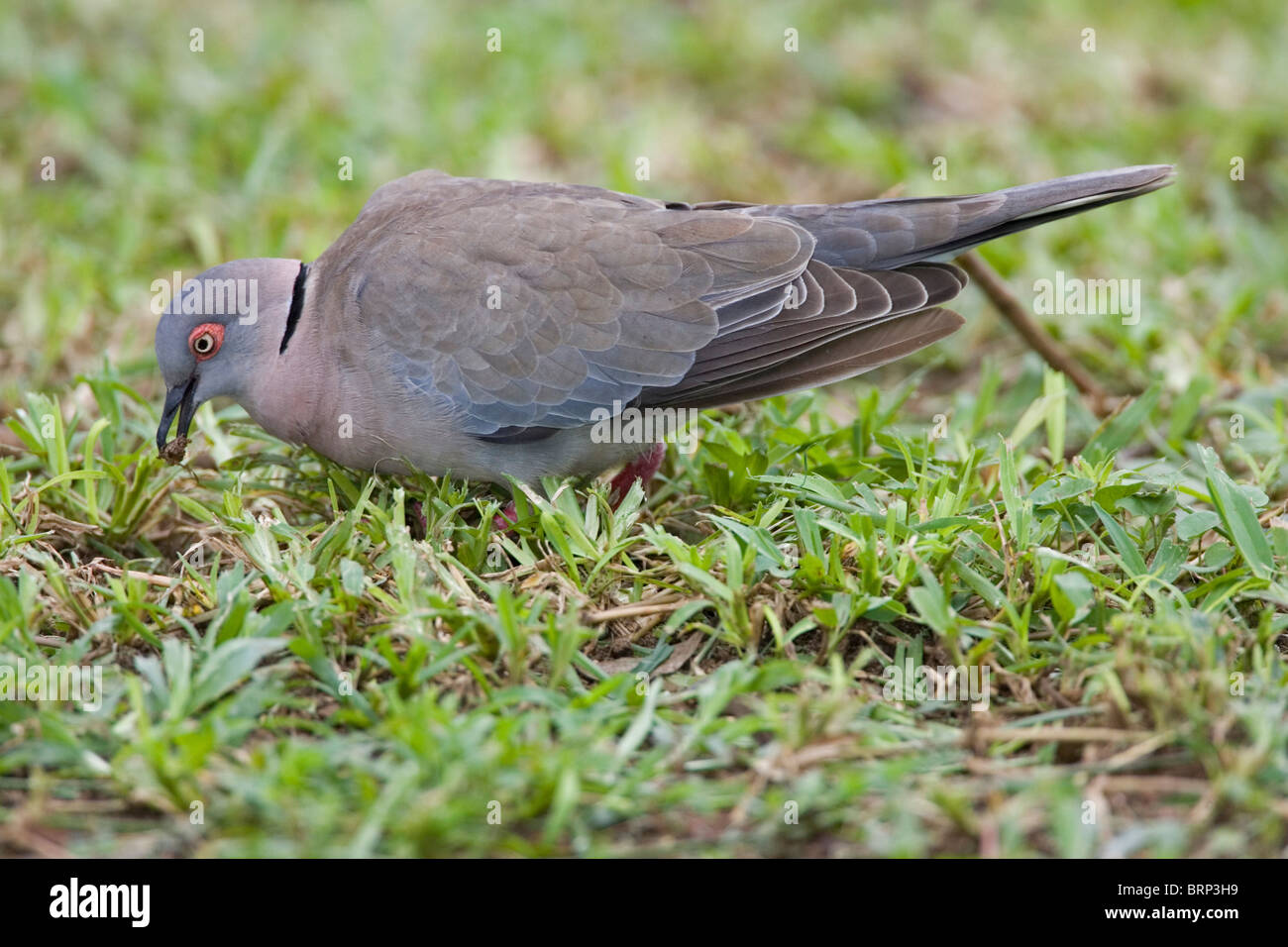 African mourning dove feeding on the ground Stock Photo - Alamy