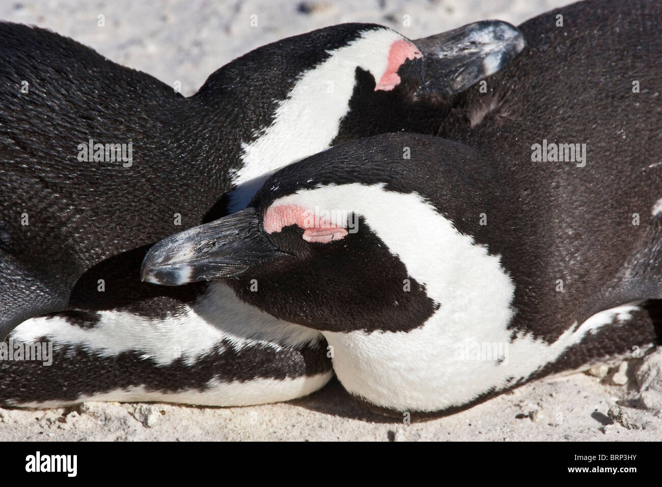 Close-up of two sleeping African Penguins Stock Photo - Alamy