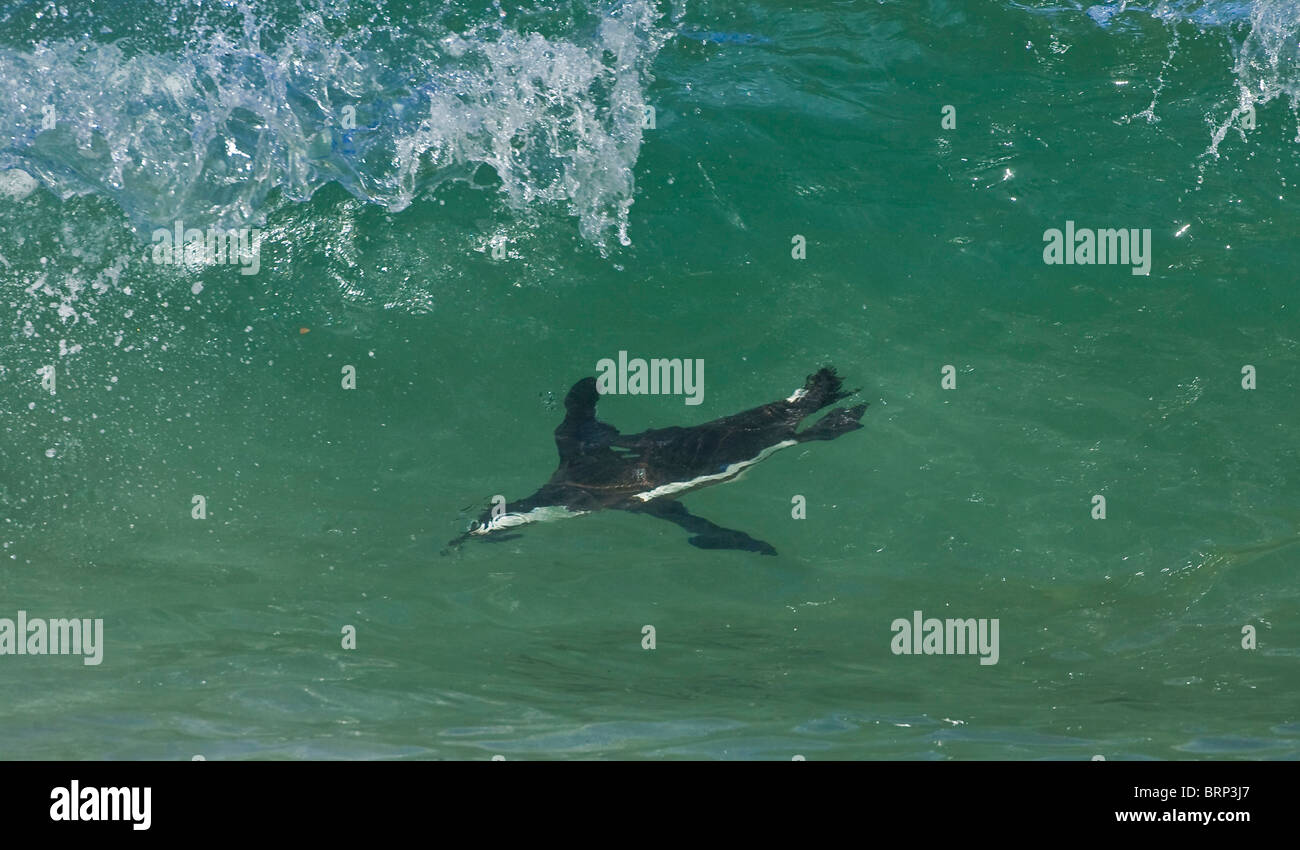 African Penguin swimming in a translucent wave Stock Photo - Alamy