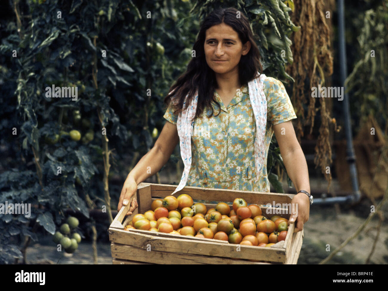 Tomato picker hi-res stock photography and images - Alamy