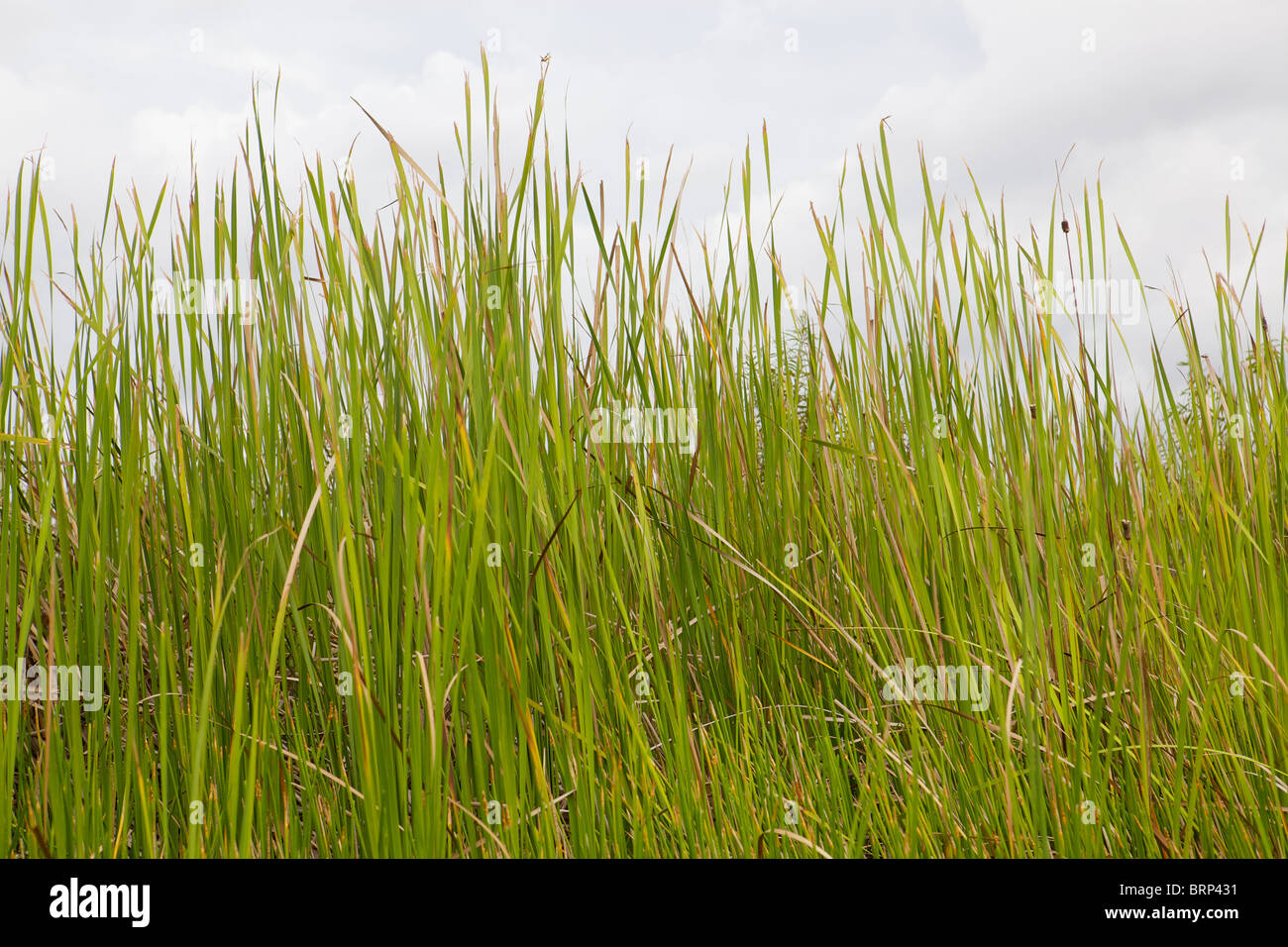 Saw grass hi-res stock photography and images - Alamy