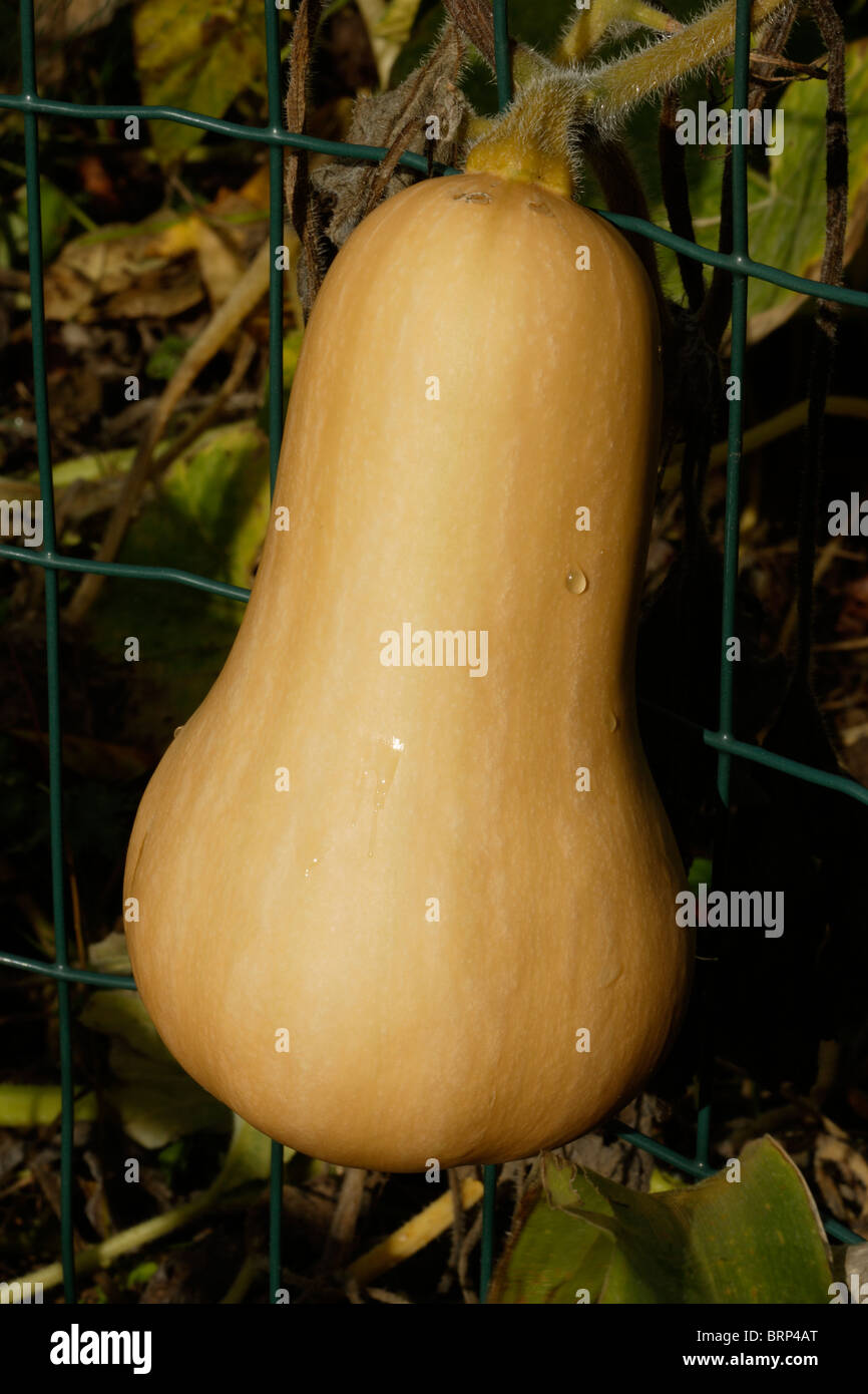 Butternut squash growing hi-res stock photography and images - Alamy