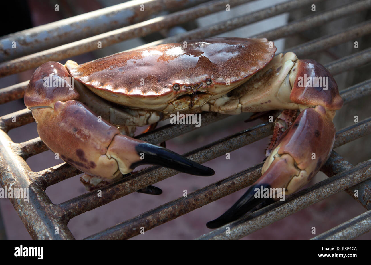 Frutas da mar hi-res stock photography and images - Alamy