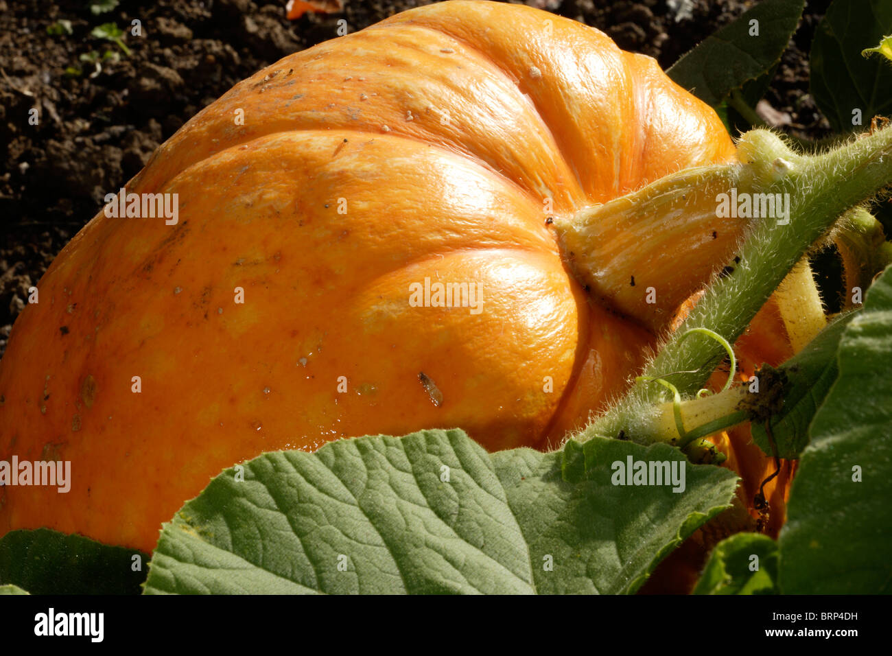 Pumpkin growing on allotment Stock Photo - Alamy