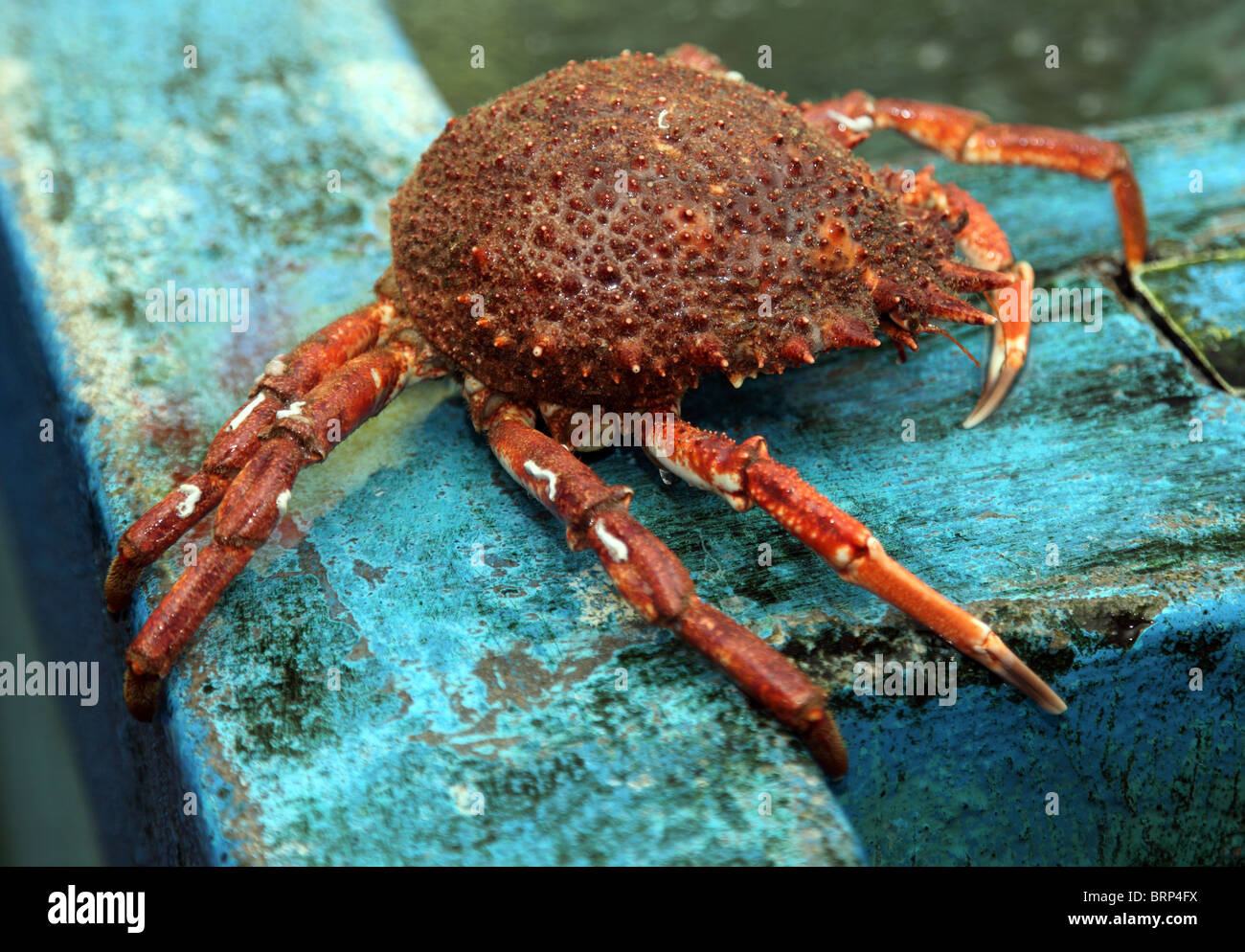 Portuguese seafood hi-res stock photography and images - Alamy