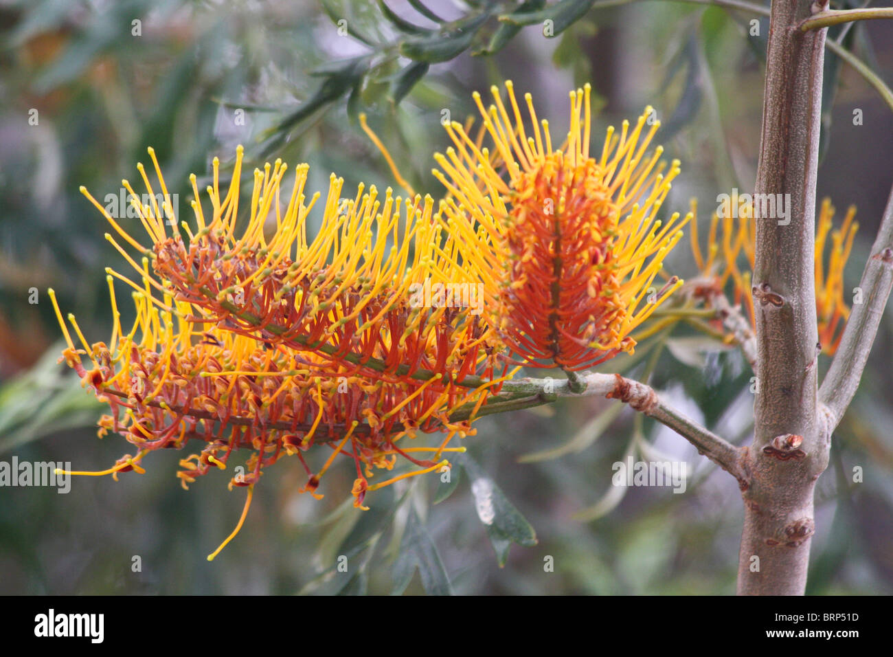 Grevillea robusta in flower. The southern silky oak or silky oak Stock ...