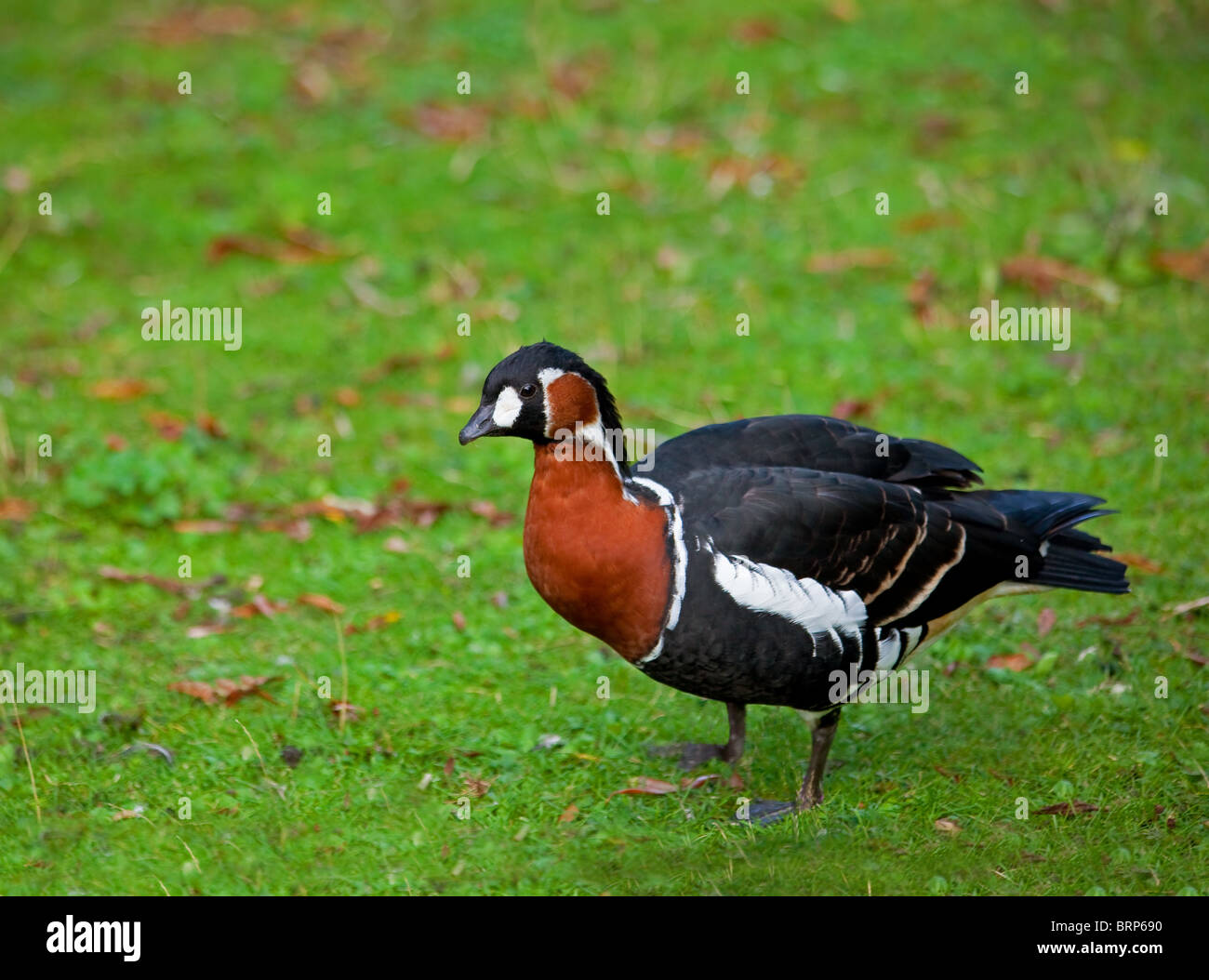 Black red goose hi-res stock photography and images - Alamy