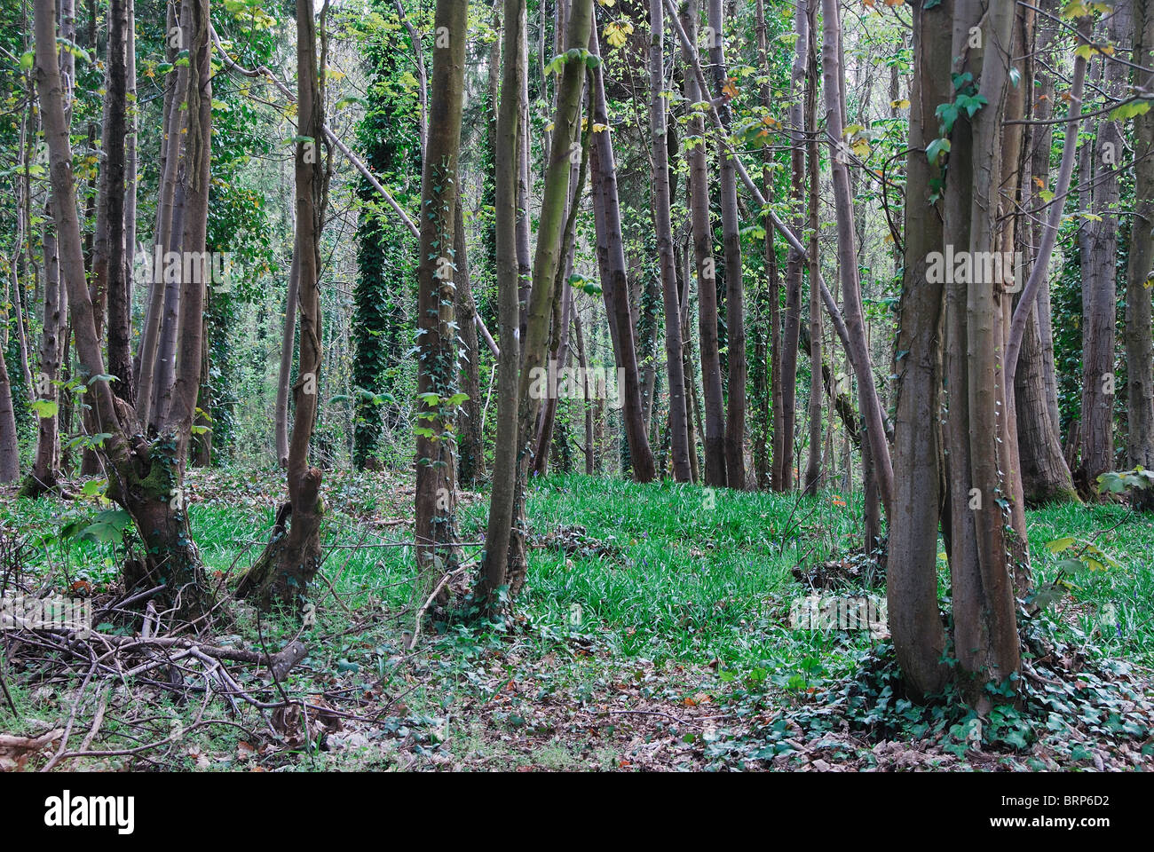 Somerset wildlife trust wood hi-res stock photography and images - Alamy