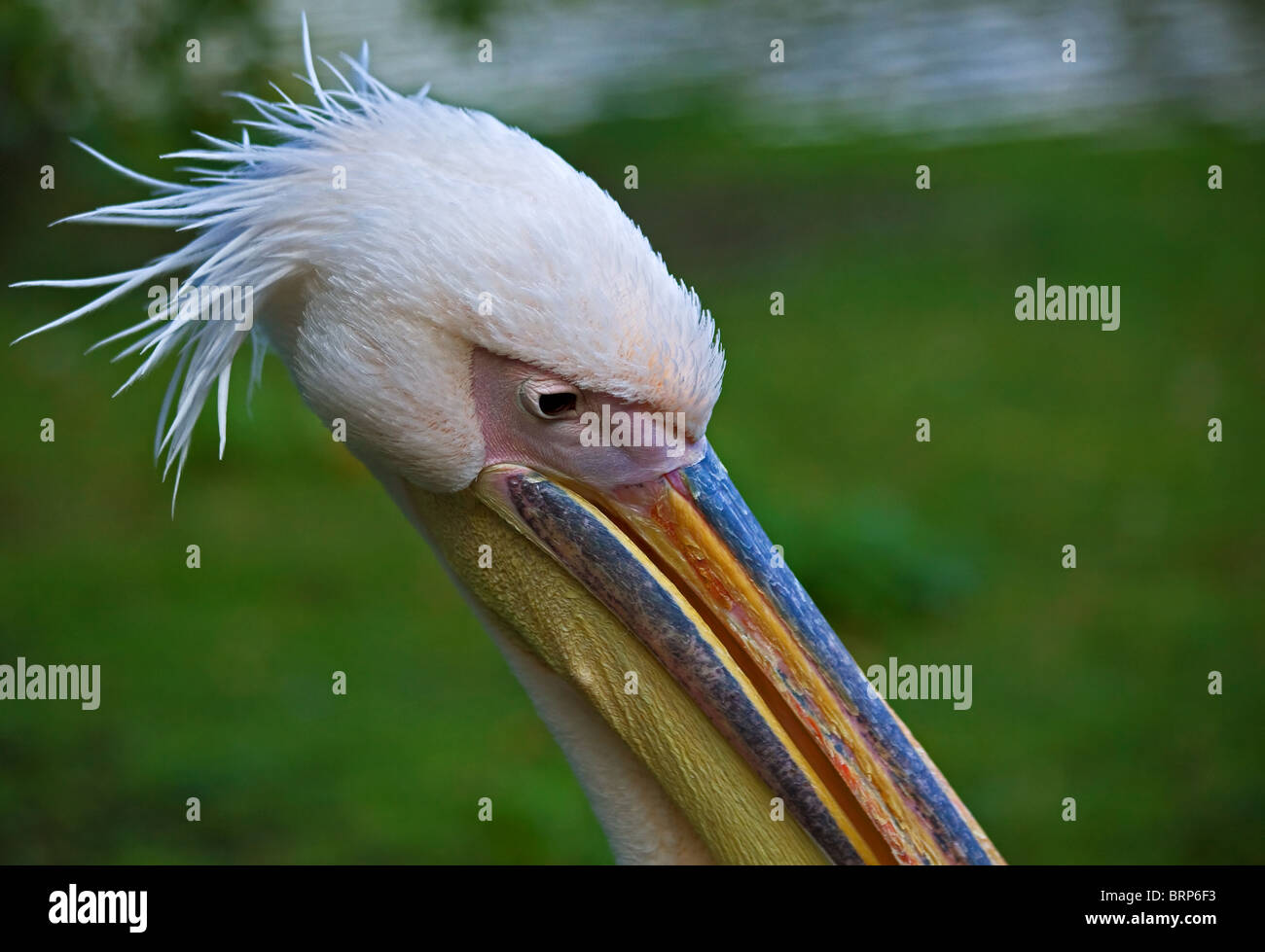 Pelican head shot Stock Photo - Alamy