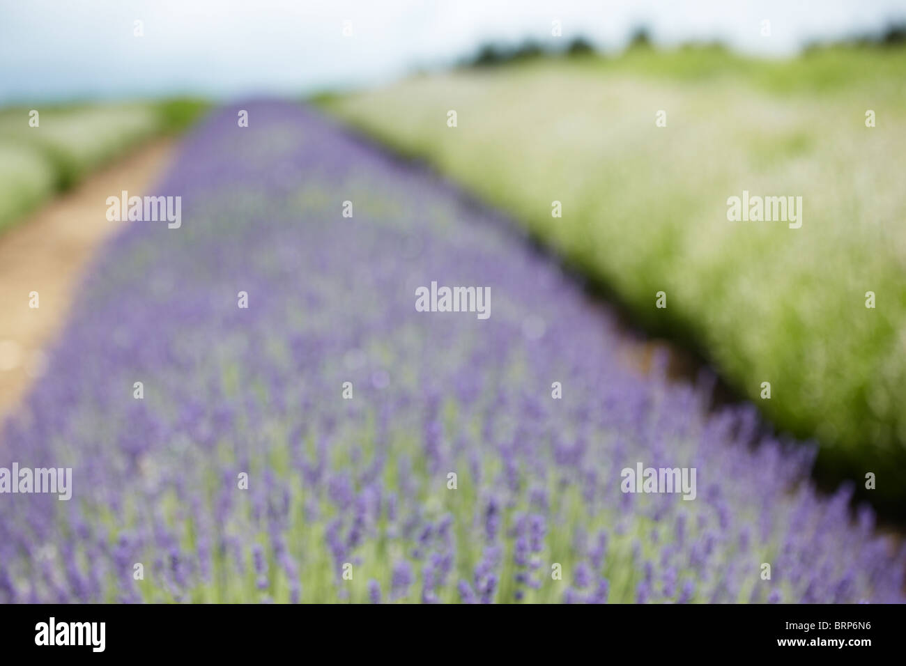 Lavender fields in flower, Cotswolds, England Stock Photo - Alamy