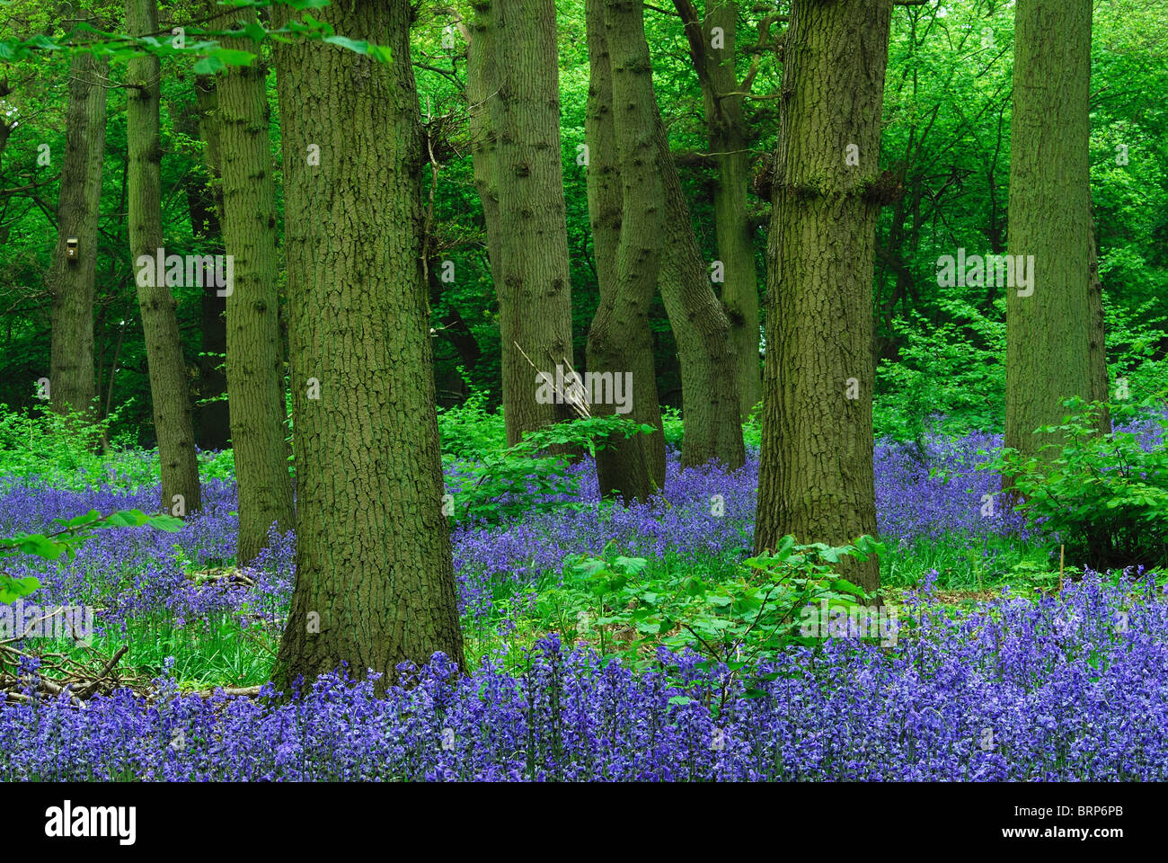 Tiny copse hi-res stock photography and images - Alamy