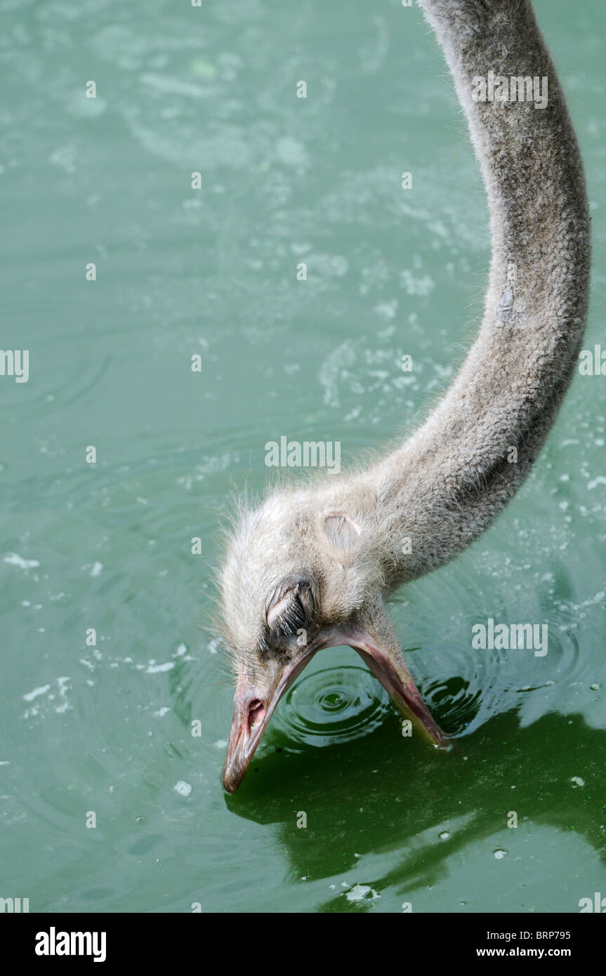 Stock photo of an Ostrich drinking at La Palmyre zoo in France Stock ...