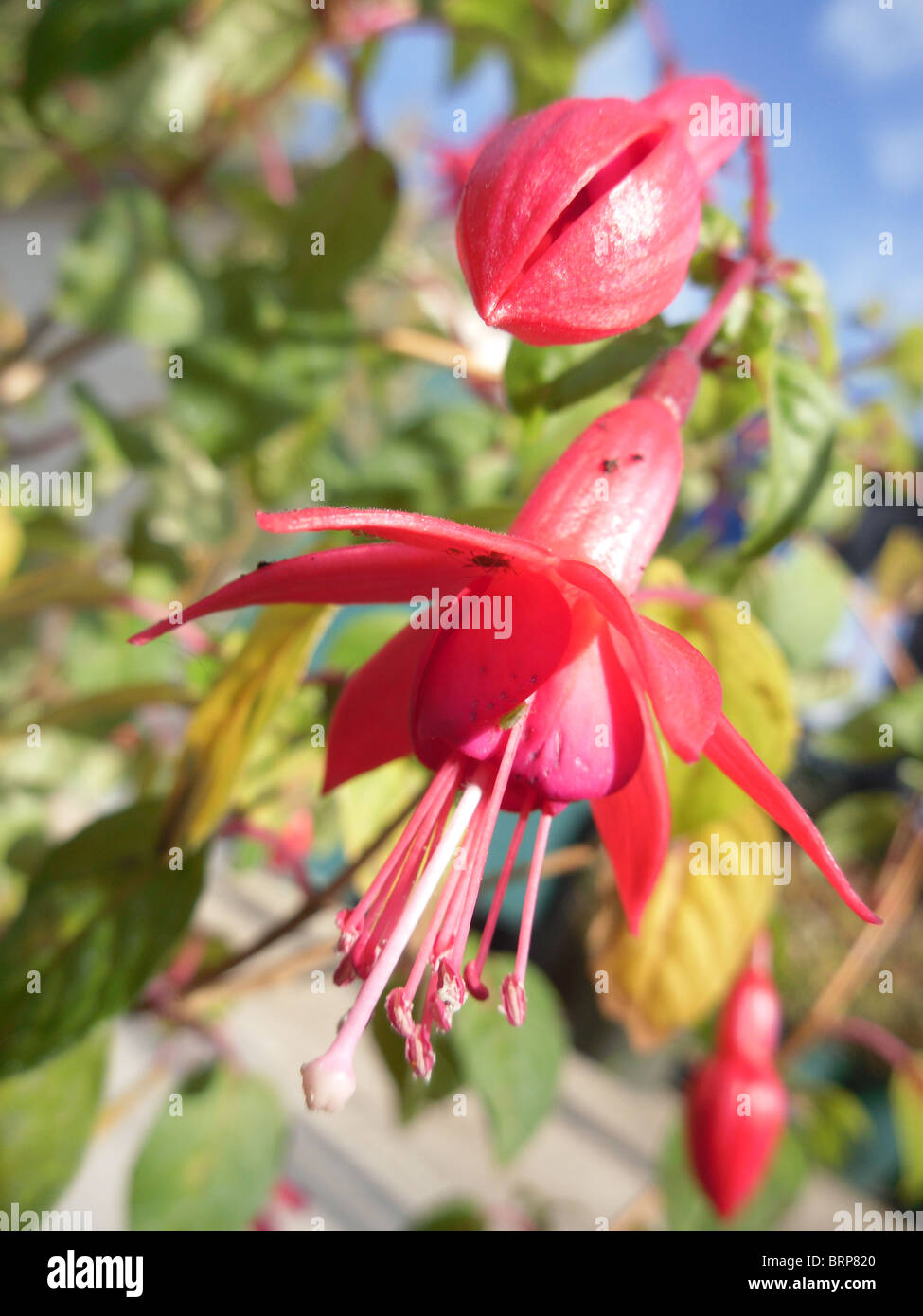Fuschia plant hi-res stock photography and images - Alamy