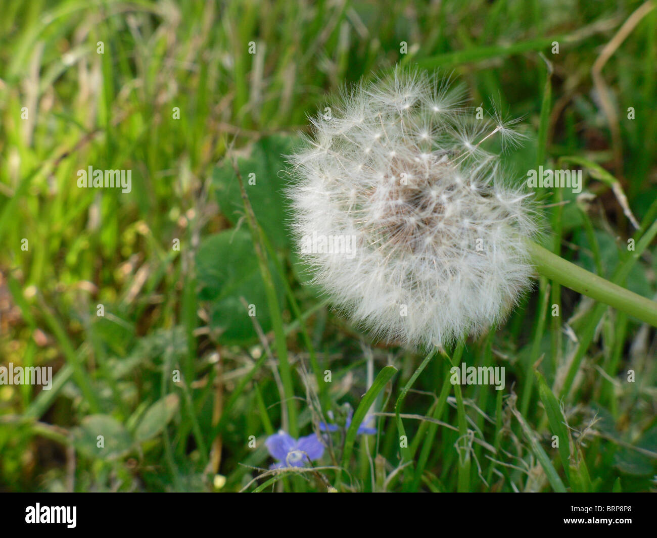 Dandelion clock in the wind Stock Photo - Alamy