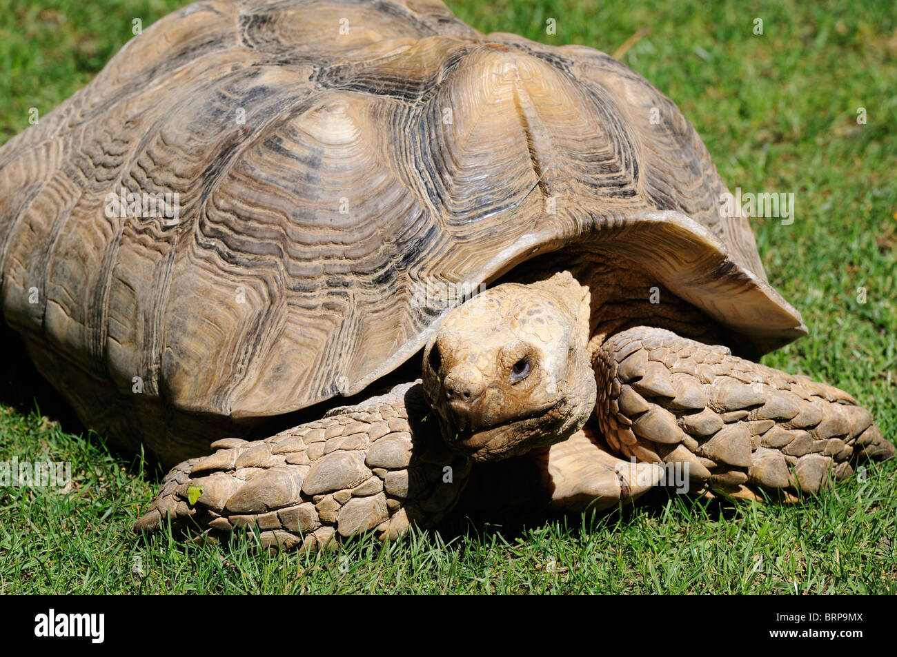 Giant turtle at La Palmyre zoo Stock Photo - Alamy