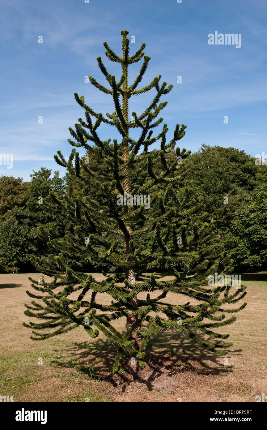 Monkey Puzzle Tree Branch Araucaria Araucana Nature