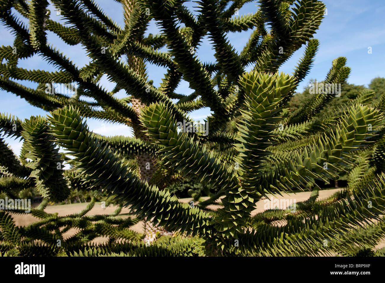 Close Up Of The Branches On A Monkey Puzzle Tree Araucaria Araucana Close Up Of The Branches On A Monkey Puzzle Tree Araucaria Araucana