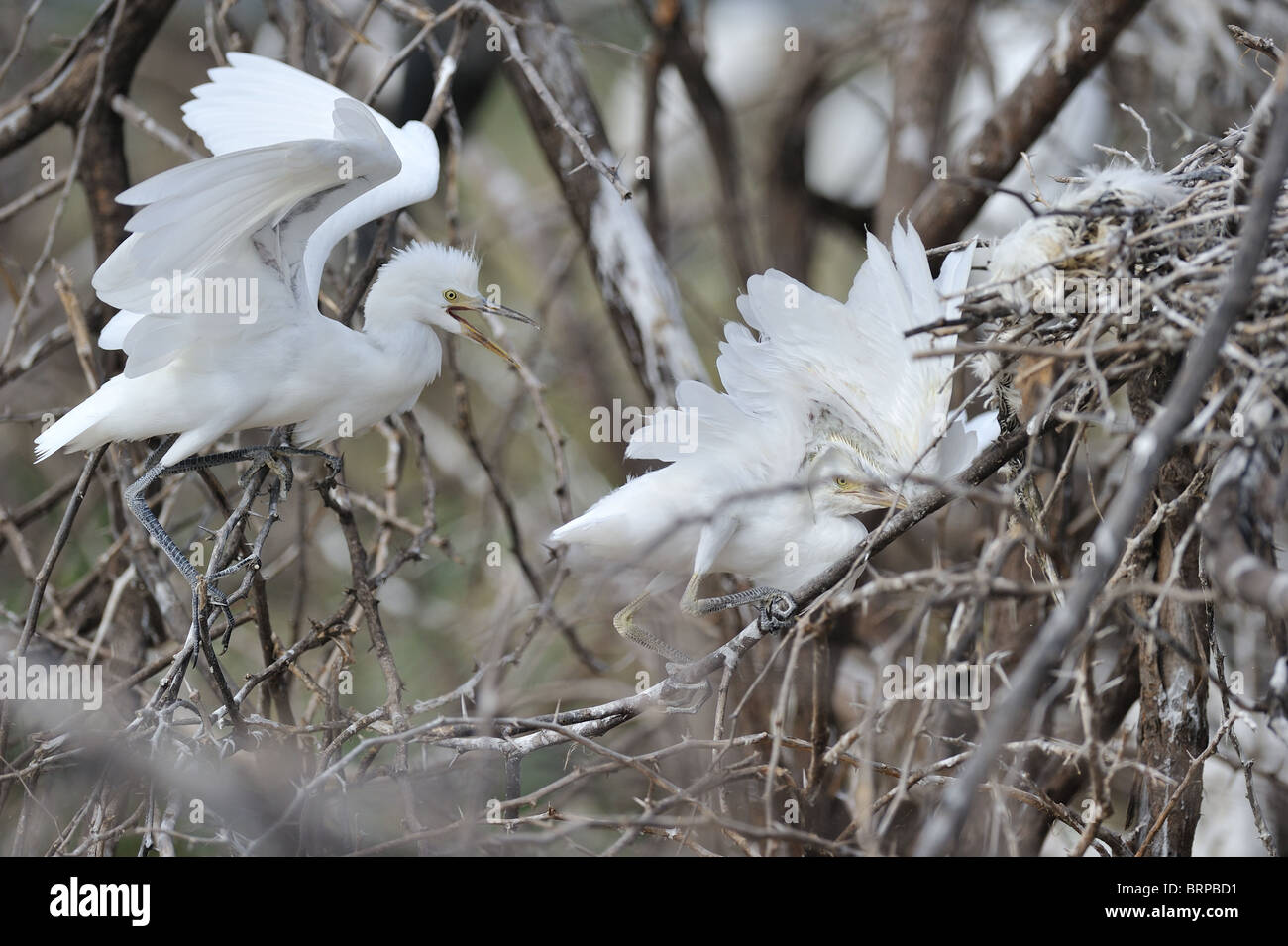 Cattle Egret (Bubulcus ibis - Ardea ibis - Egretta ibis) two fledge ...