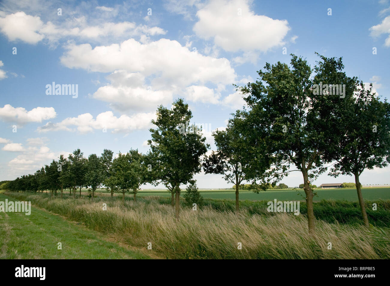 Dutch landscape with a row of trees Stock Photo - Alamy