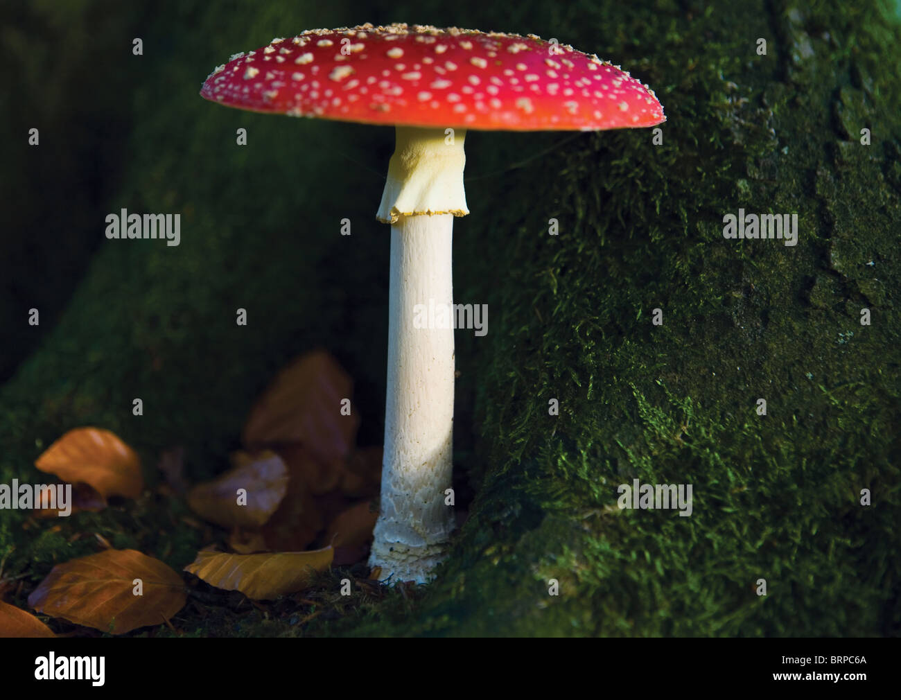 Fly Agaric toadstool, in Derbyshire woodland, England, UK Stock Photo ...