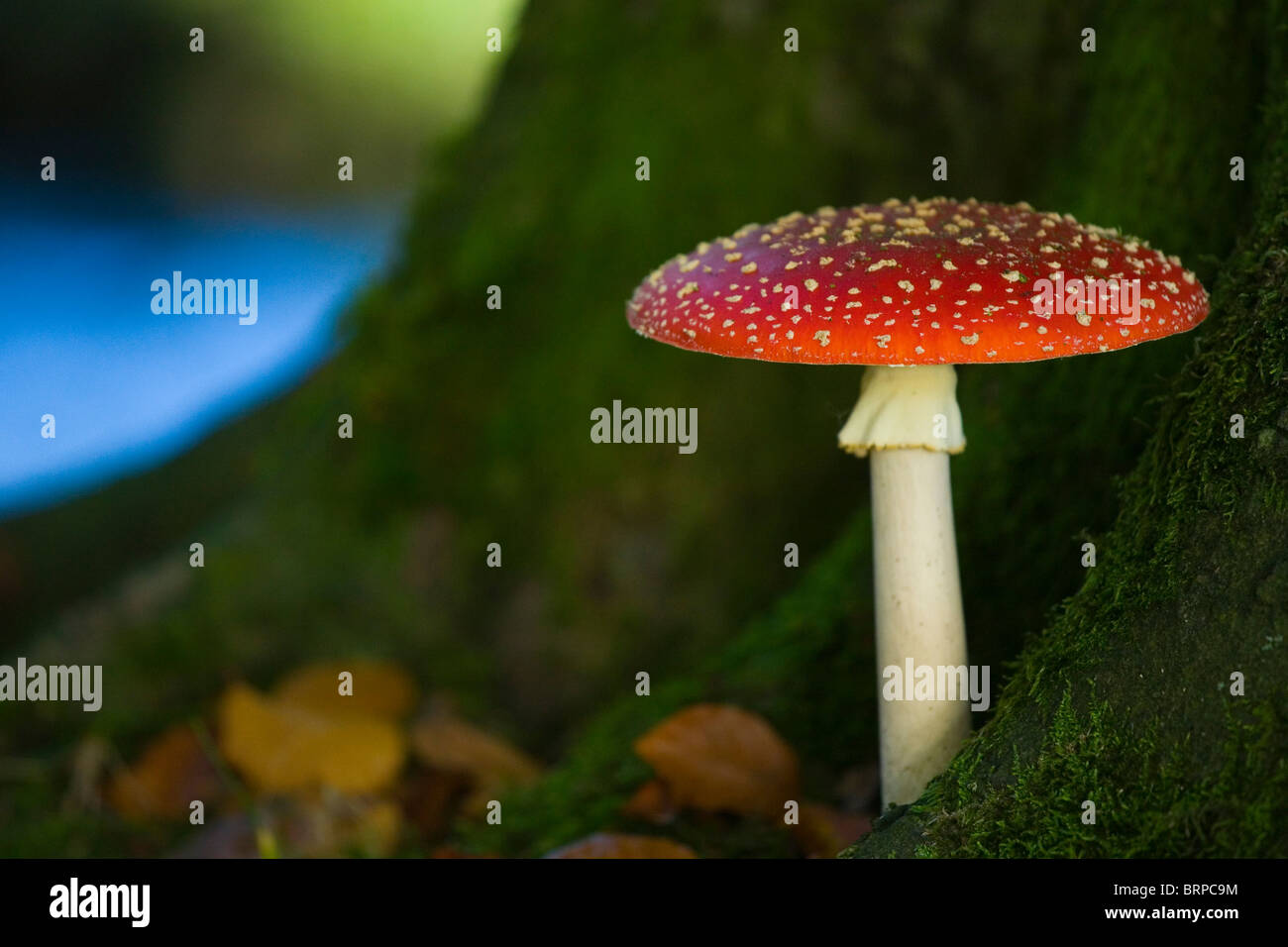 Fly Agaric toadstool, in Derbyshire woodland, England, UK Stock Photo ...