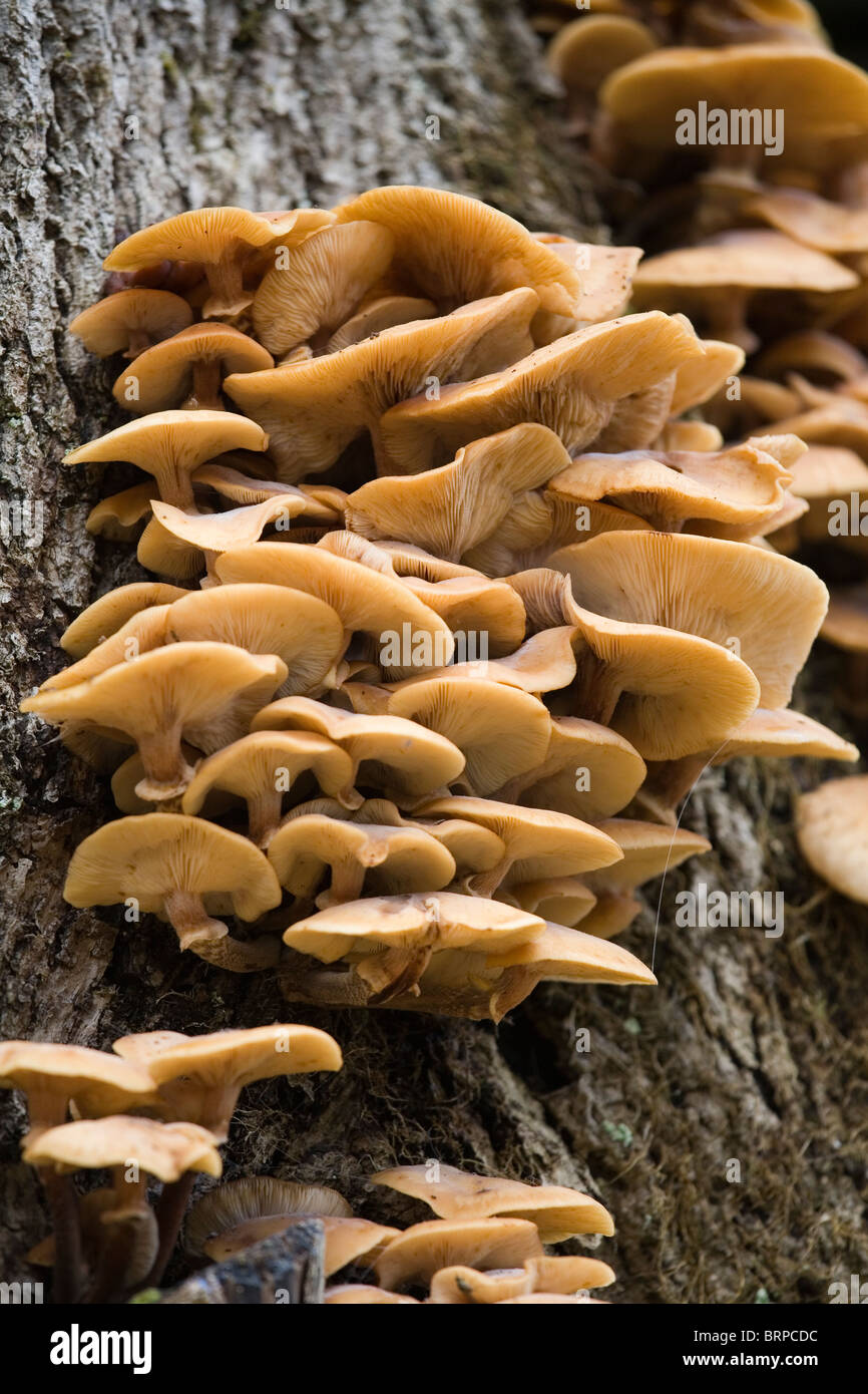 honey fungus Stock Photo - Alamy