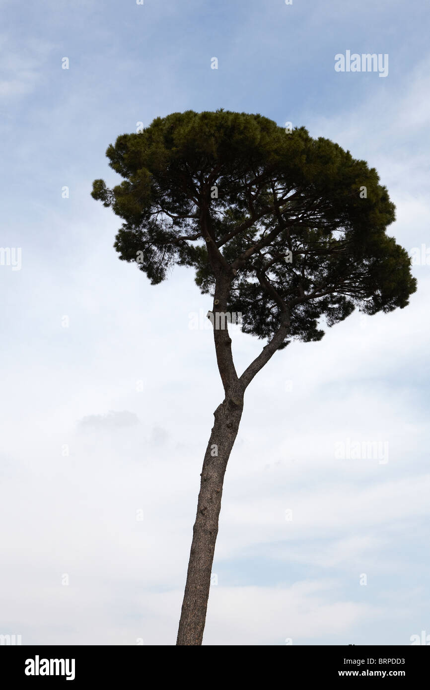 Tall (Italian) Stone Pine (Umbrella Pine) in Palatine Hill, Rome, Italy ...