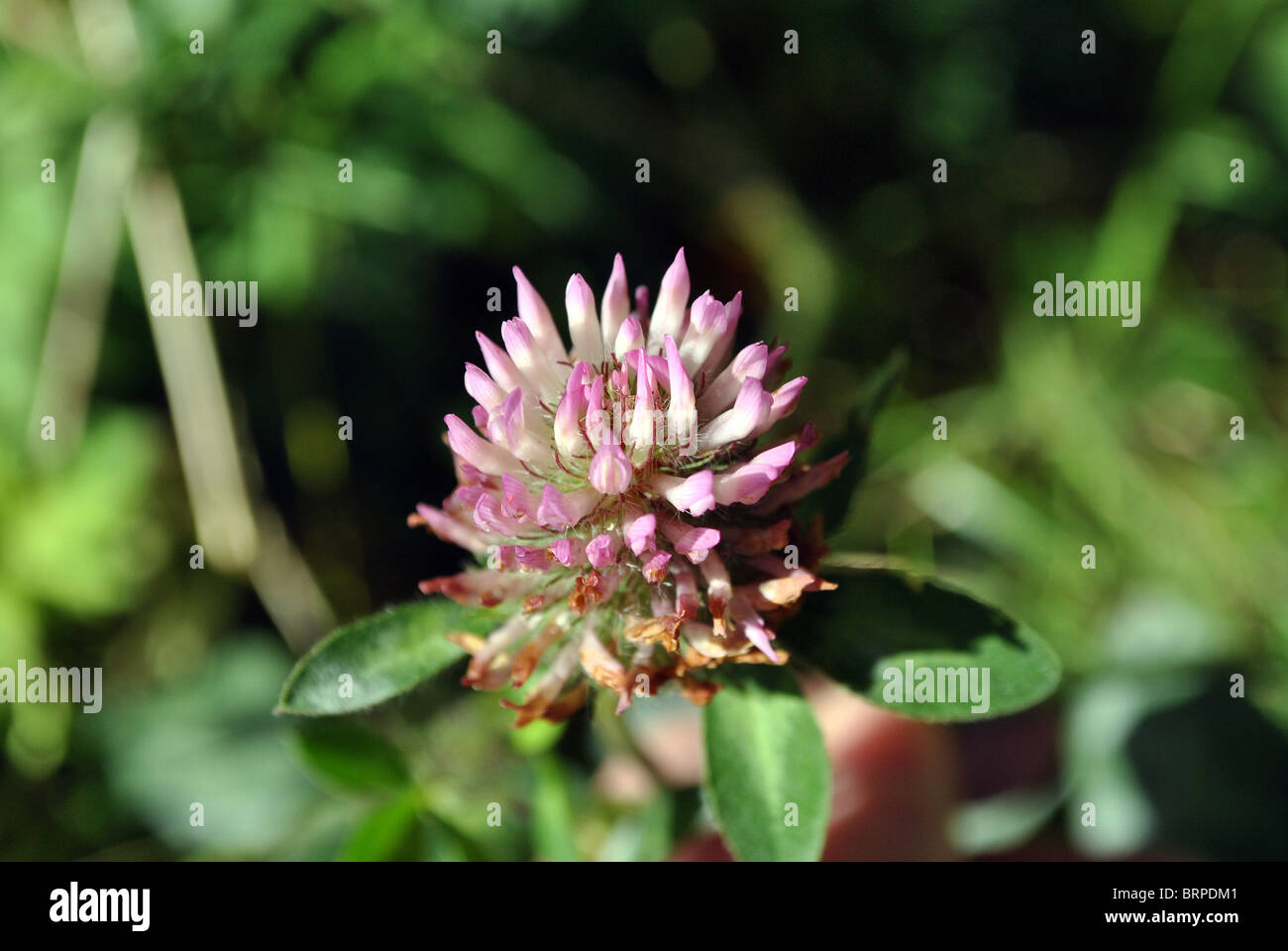 Four leaf clover and flower hi-res stock photography and images - Alamy