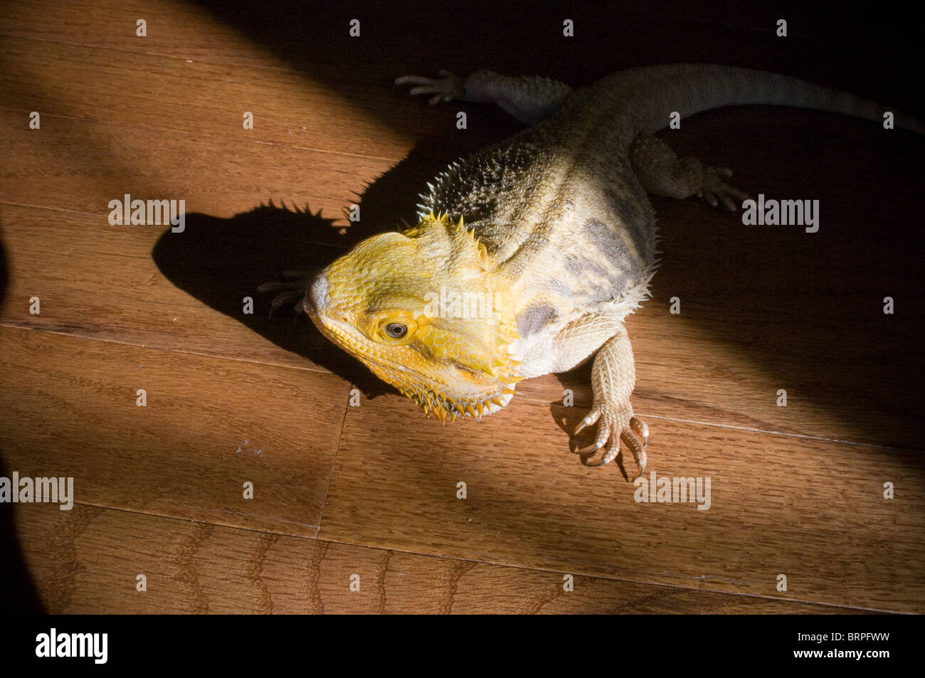 Families pet lizard Stock Photo - Alamy