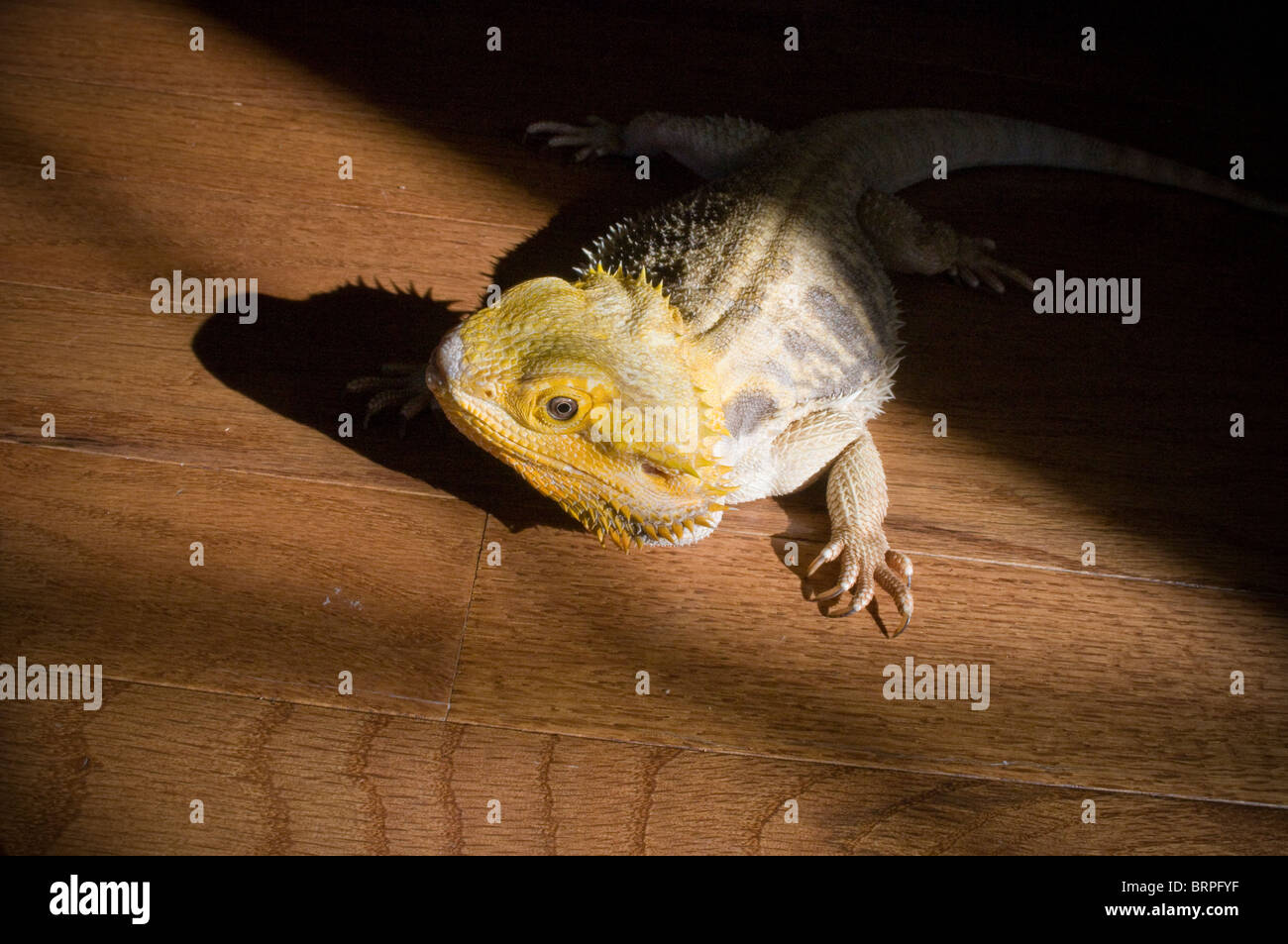 Families pet lizard Stock Photo - Alamy