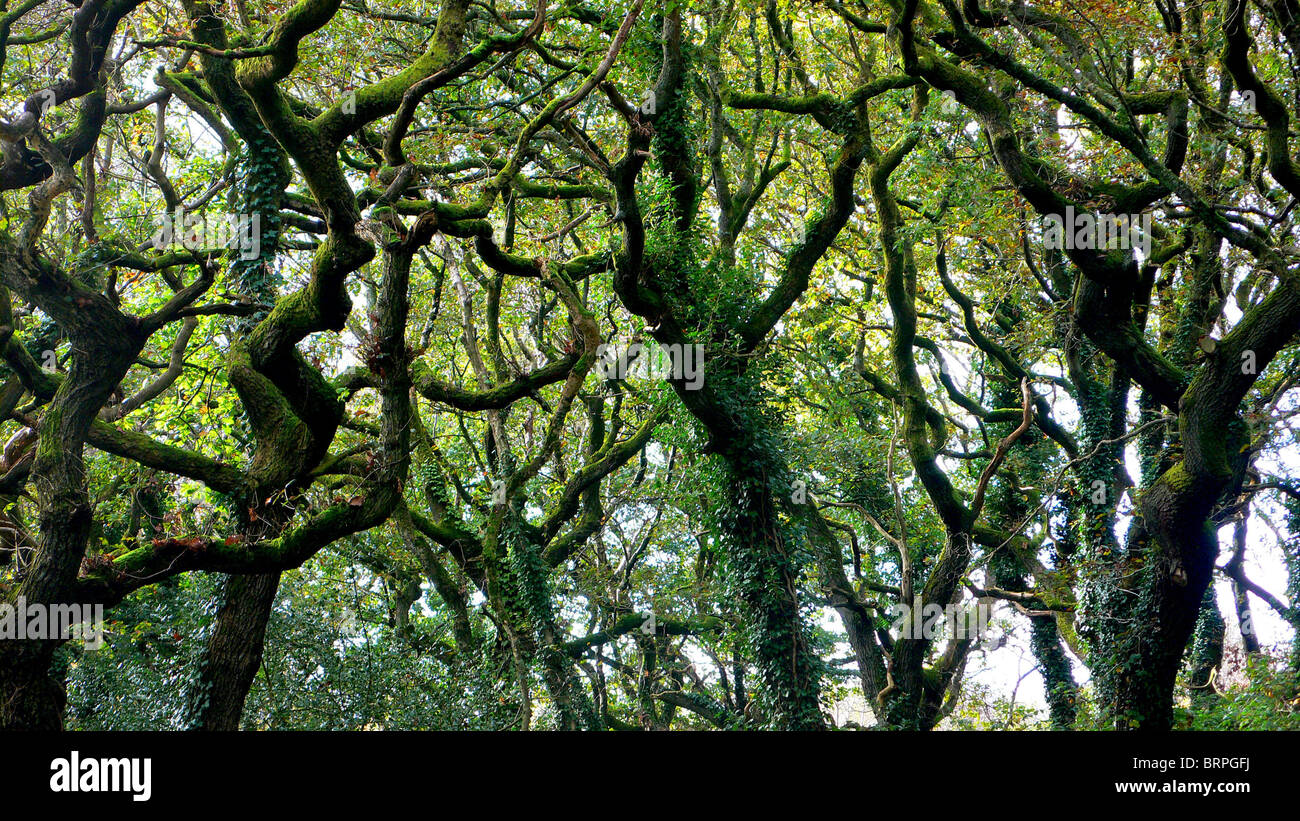 Welsh wood hi-res stock photography and images - Alamy