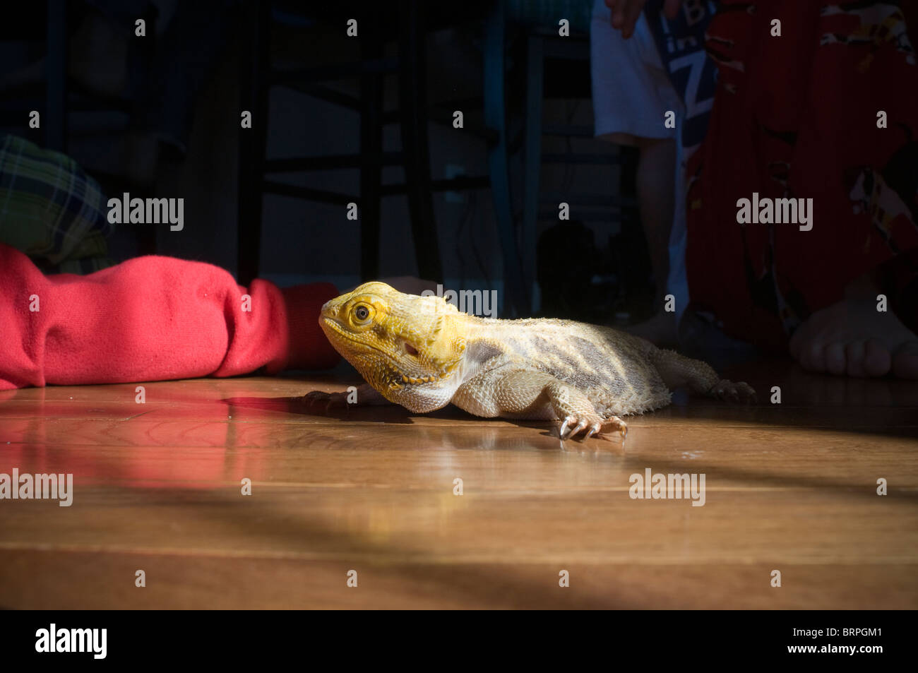 Families pet lizard Stock Photo - Alamy